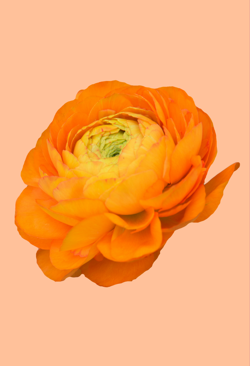 Ranunculus - Elegance 'Clementine' | Earthenry