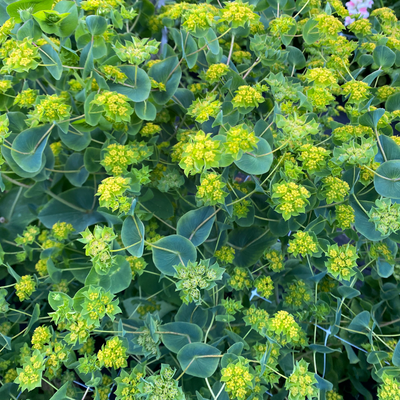 Bupleurum rotundifolium ‘Garibaldi’ | Earthenry
