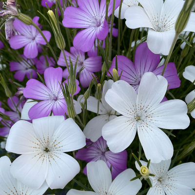 Corncockle (Agrostemma githago 'Ocean Pearls & Purple Queen Mix ...