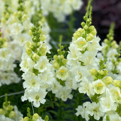 Snapdragon (Antirrhinum majus ‘Chantilly White’) | Earthenry